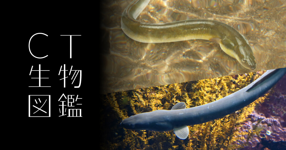 No.34 Japanese Eel | CT生物図鑑